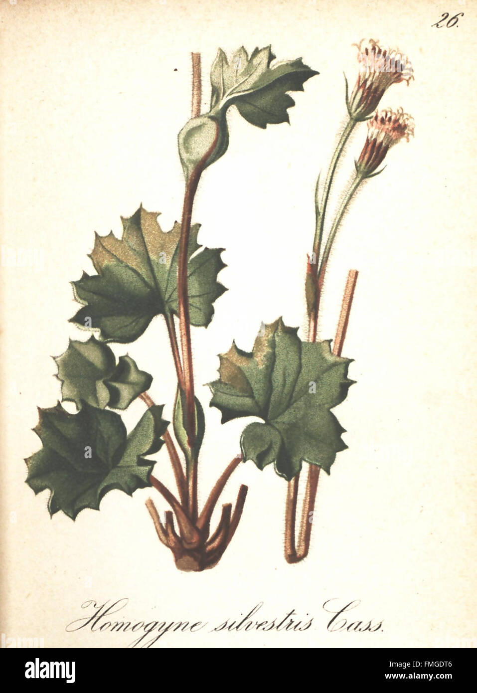 An illustration of Alpine plants as depicted in 'Die Alpenpflanzen ...