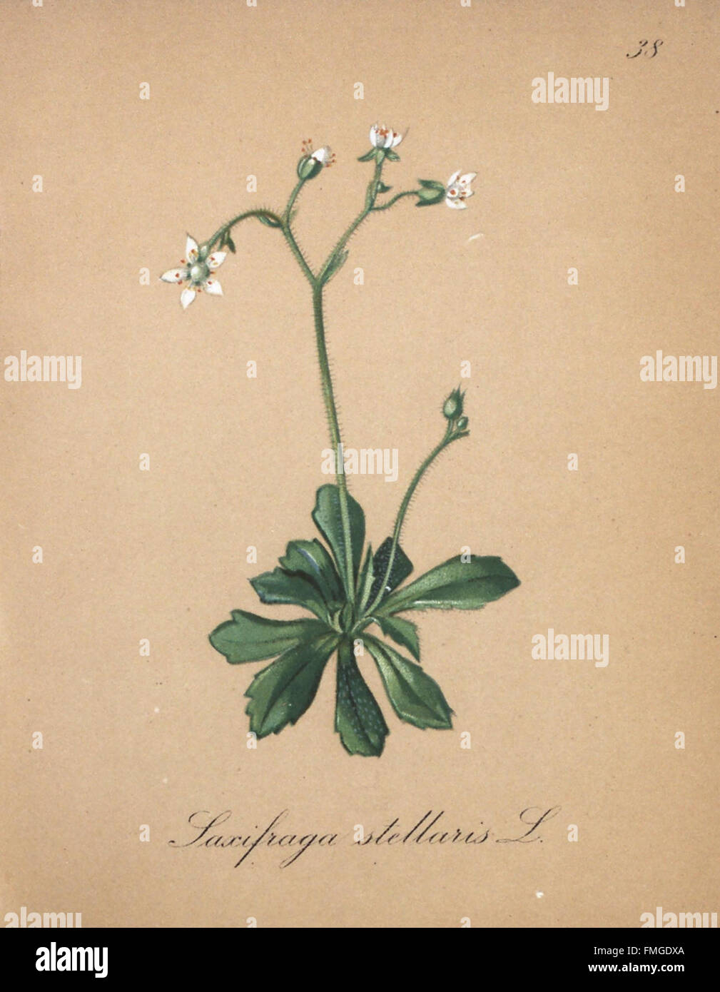 'Die Alpenpflanzen' focuses on alpine plants and their adaptation to ...