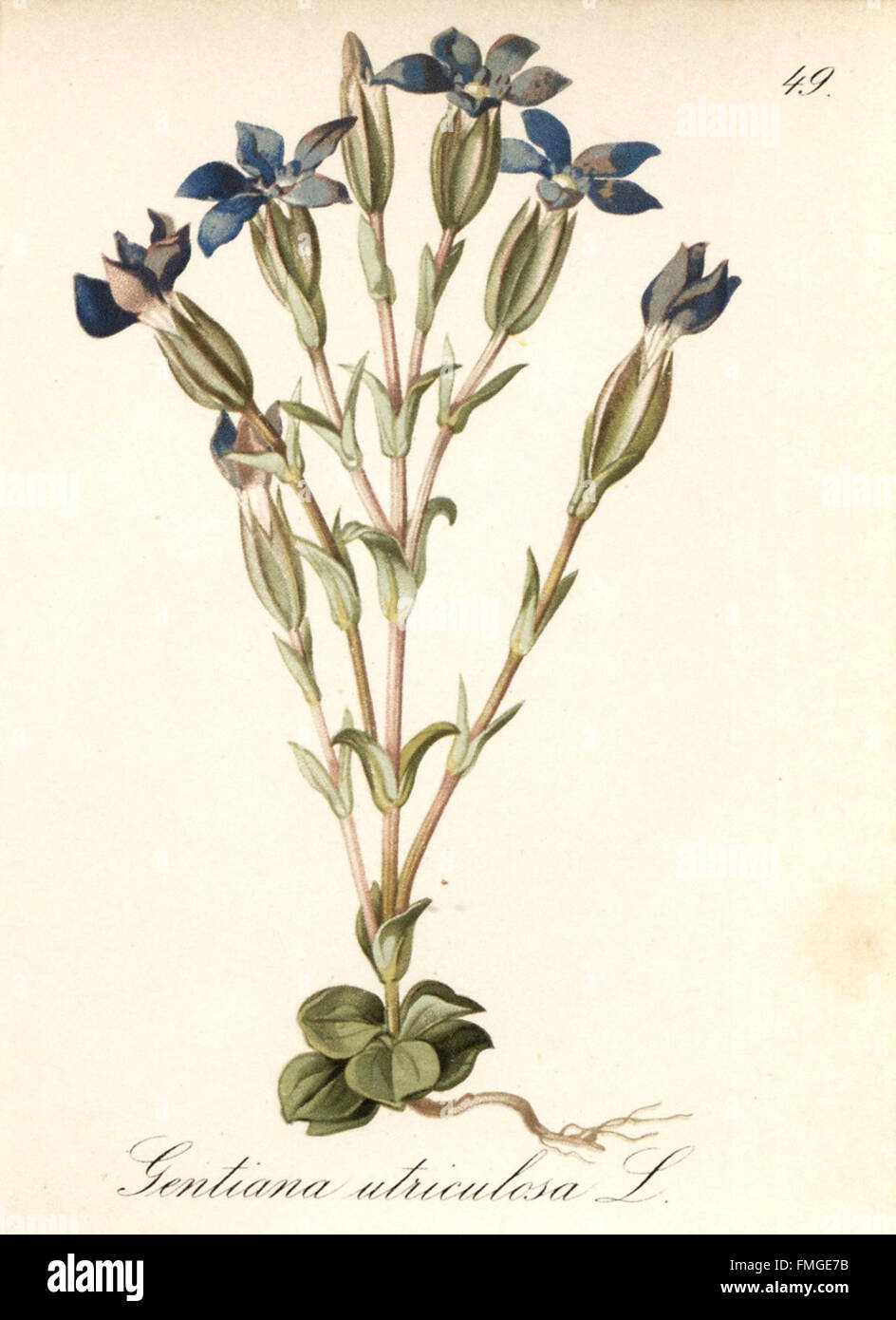 'Die Alpenpflanzen nach der Natur gemalt' (Alpine Plants Painted from ...