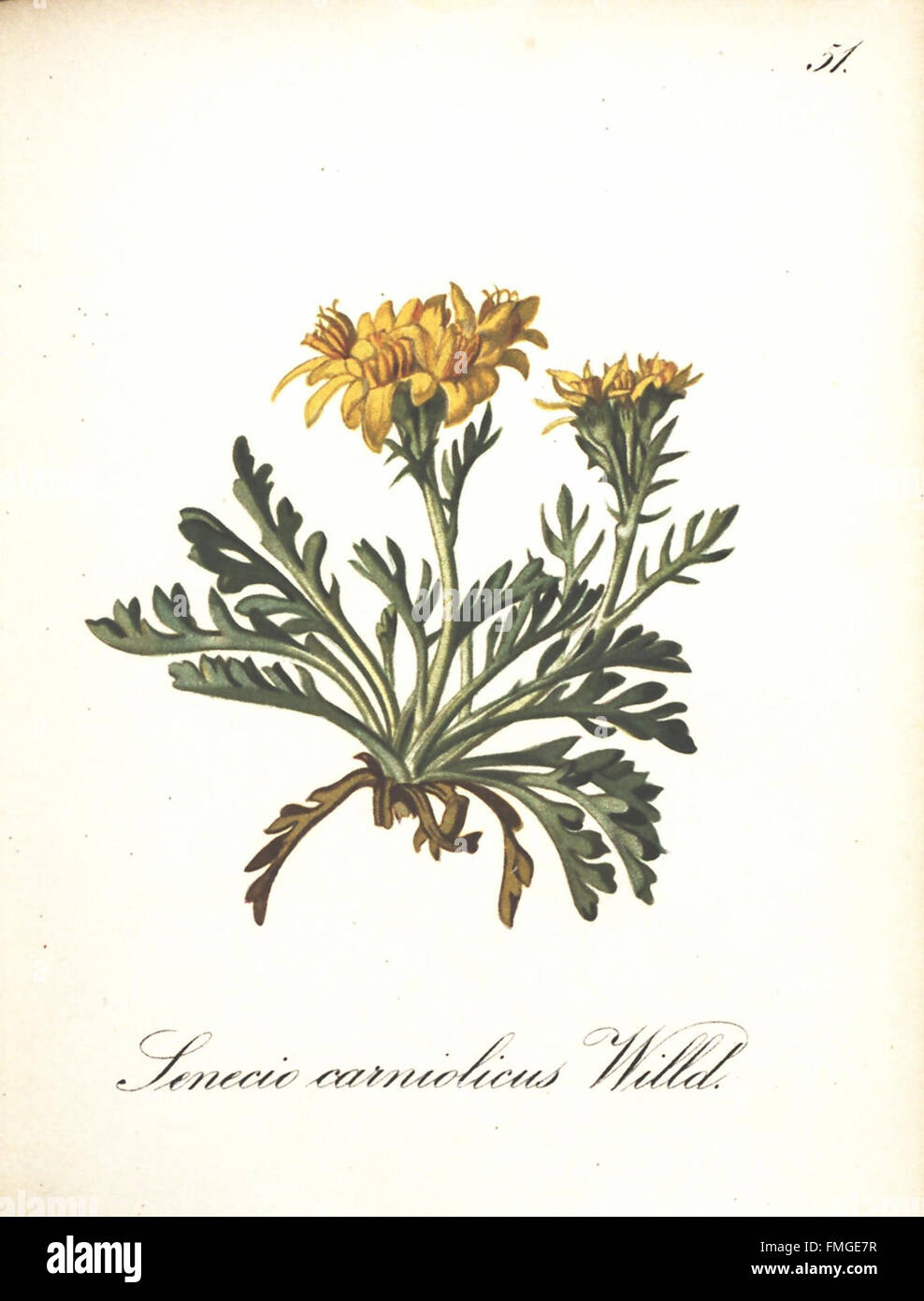 This illustration from 'Die Alpenpflanzen nach der Natur gemalt ...