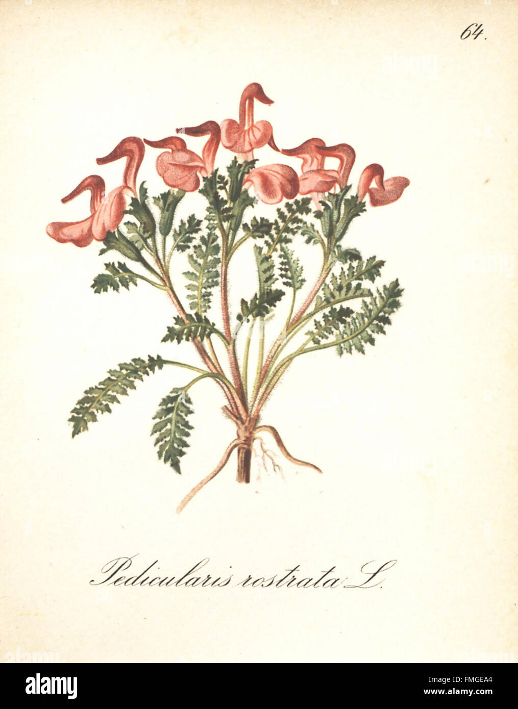 Botanical drawings provide hi-res stock photography and images - Alamy