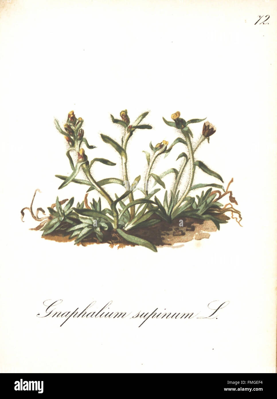 A botanical work depicting Alpine plants, with illustrations based on ...