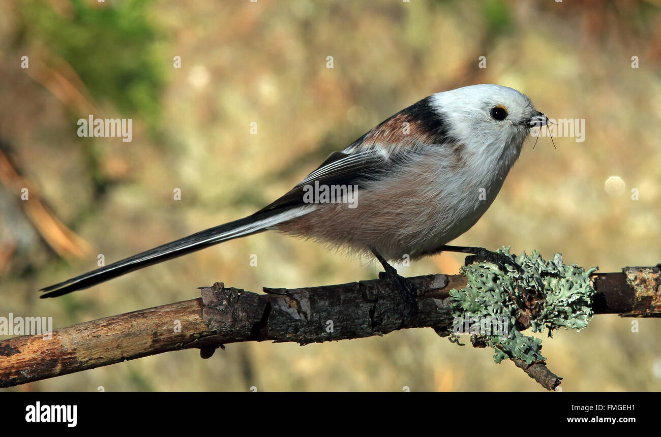 Long-tailed Tit, White-headed Long-tailed tit, Aegithalos caudatus ...