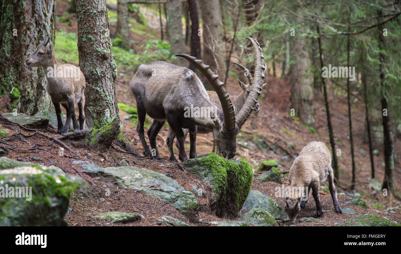 Male alpine ibex, Capra ibex, eating moss from a stone Stock Photo - Alamy