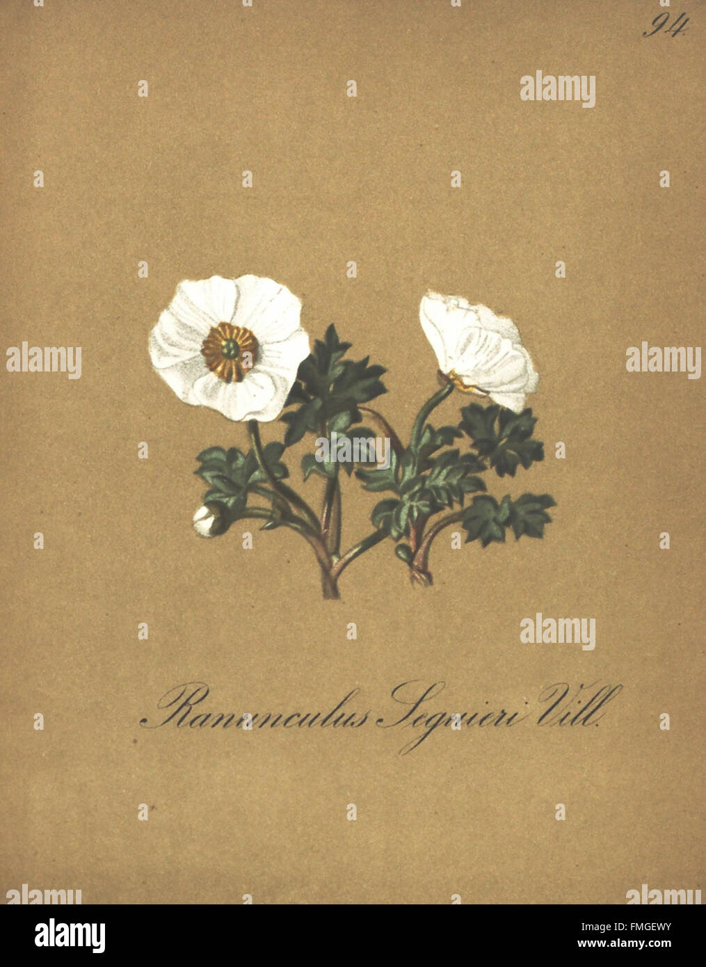 An illustration from 'Die Alpenpflanzen,' depicting alpine plants in ...