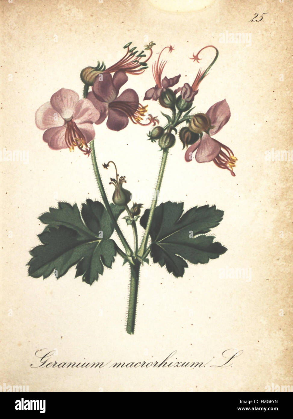 This plate illustrates various alpine plant species found in the ...