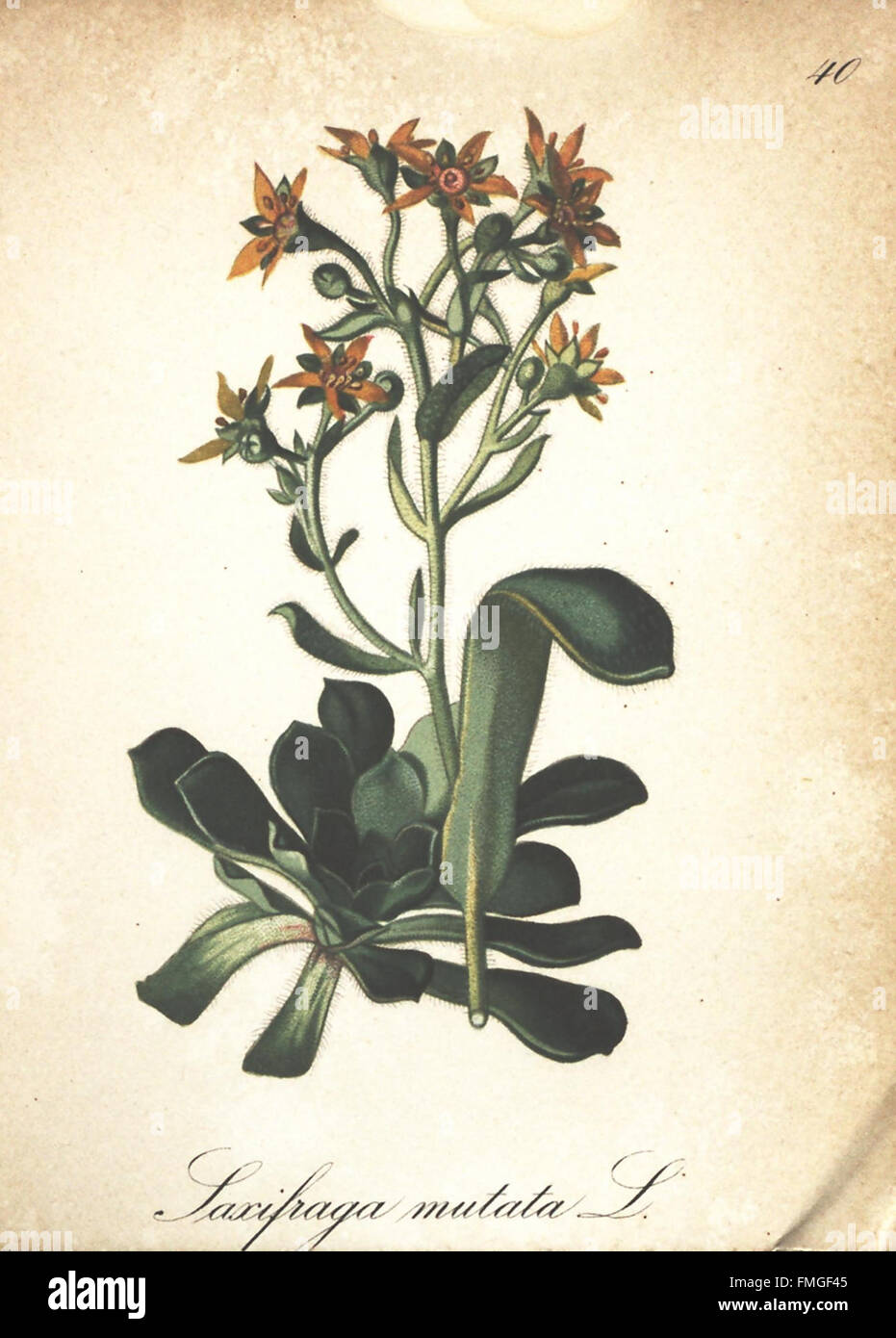 This plate from 'Die Alpenpflanzen nach der Natur gemalt' features ...