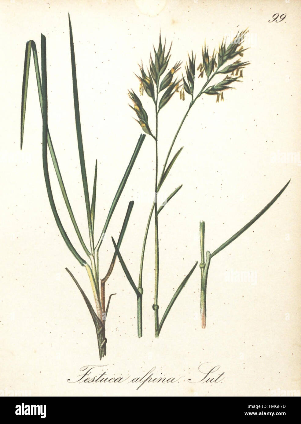 A botanical illustration depicting alpine plants as seen in their ...