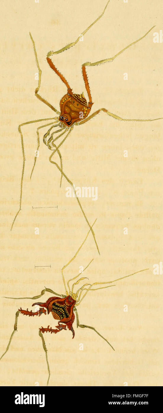 'Die Arachniden' (1831) offers detailed illustrations and descriptions ...