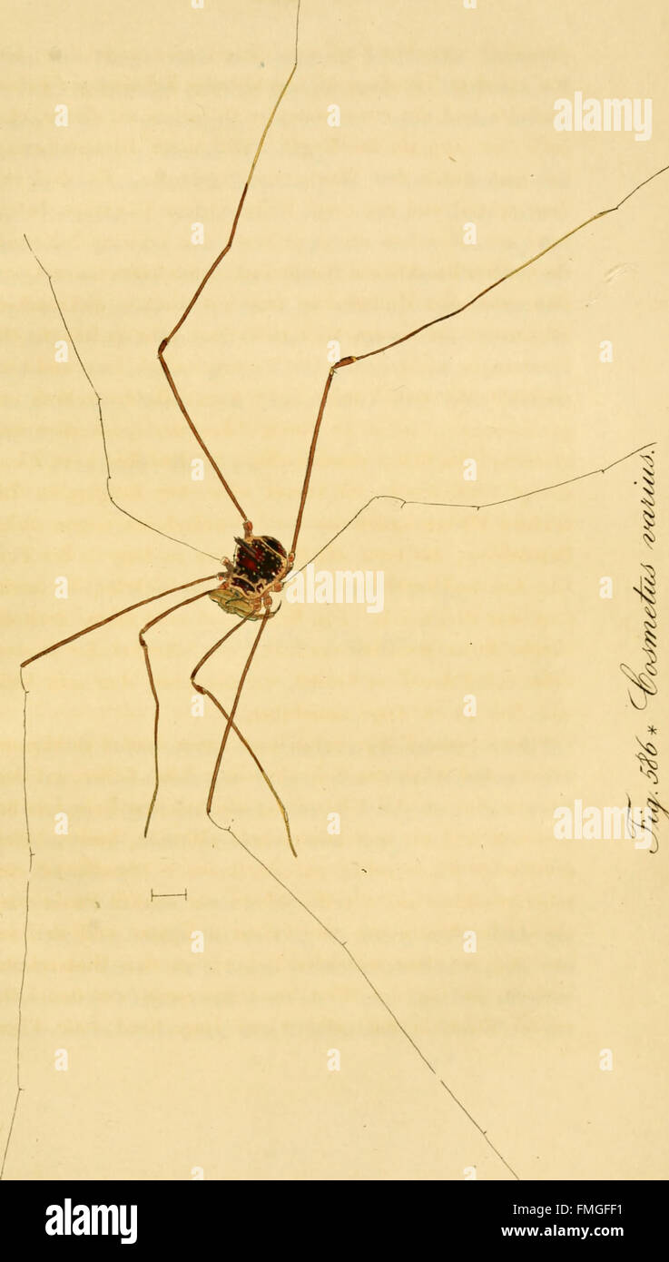 'Die Arachniden' (1831) is a detailed work on arachnids, providing ...