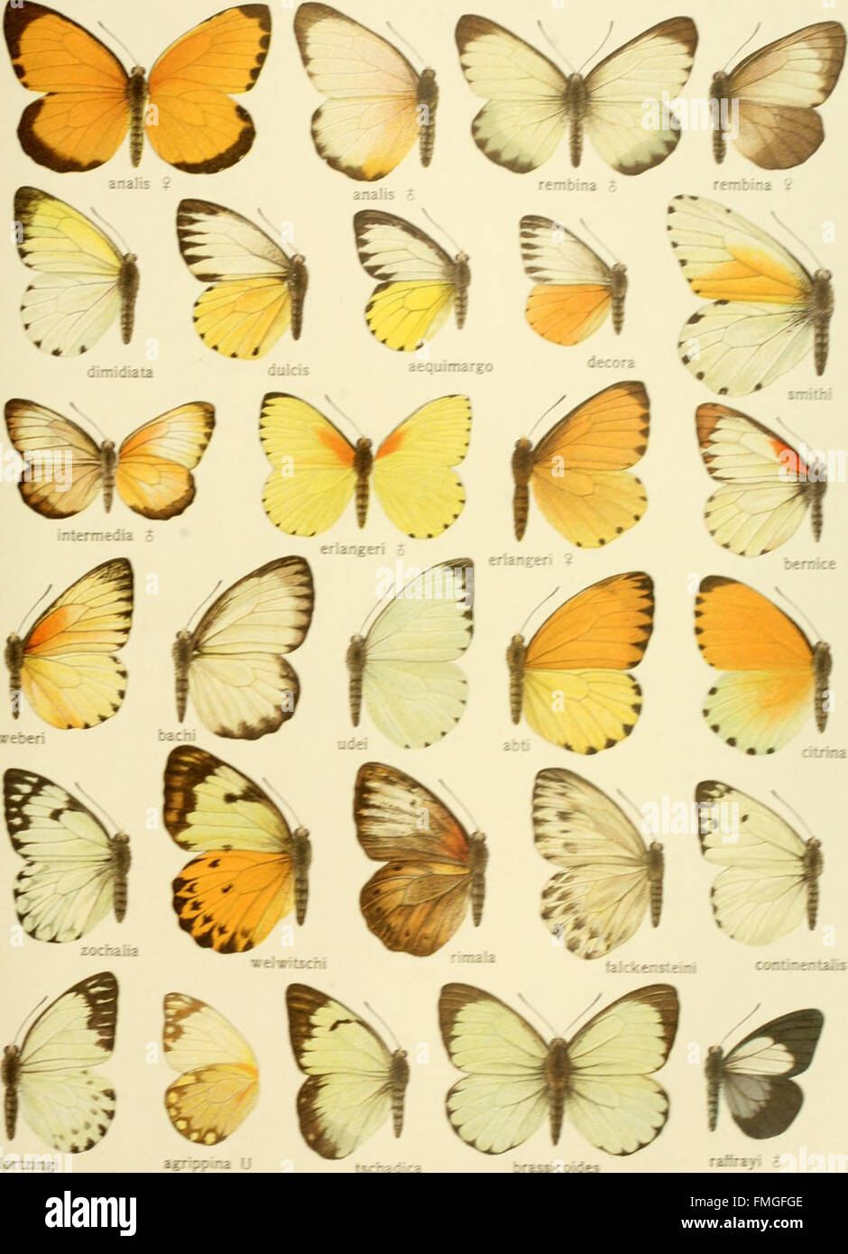 A systematic work on the large butterflies of the Earth, detailing ...