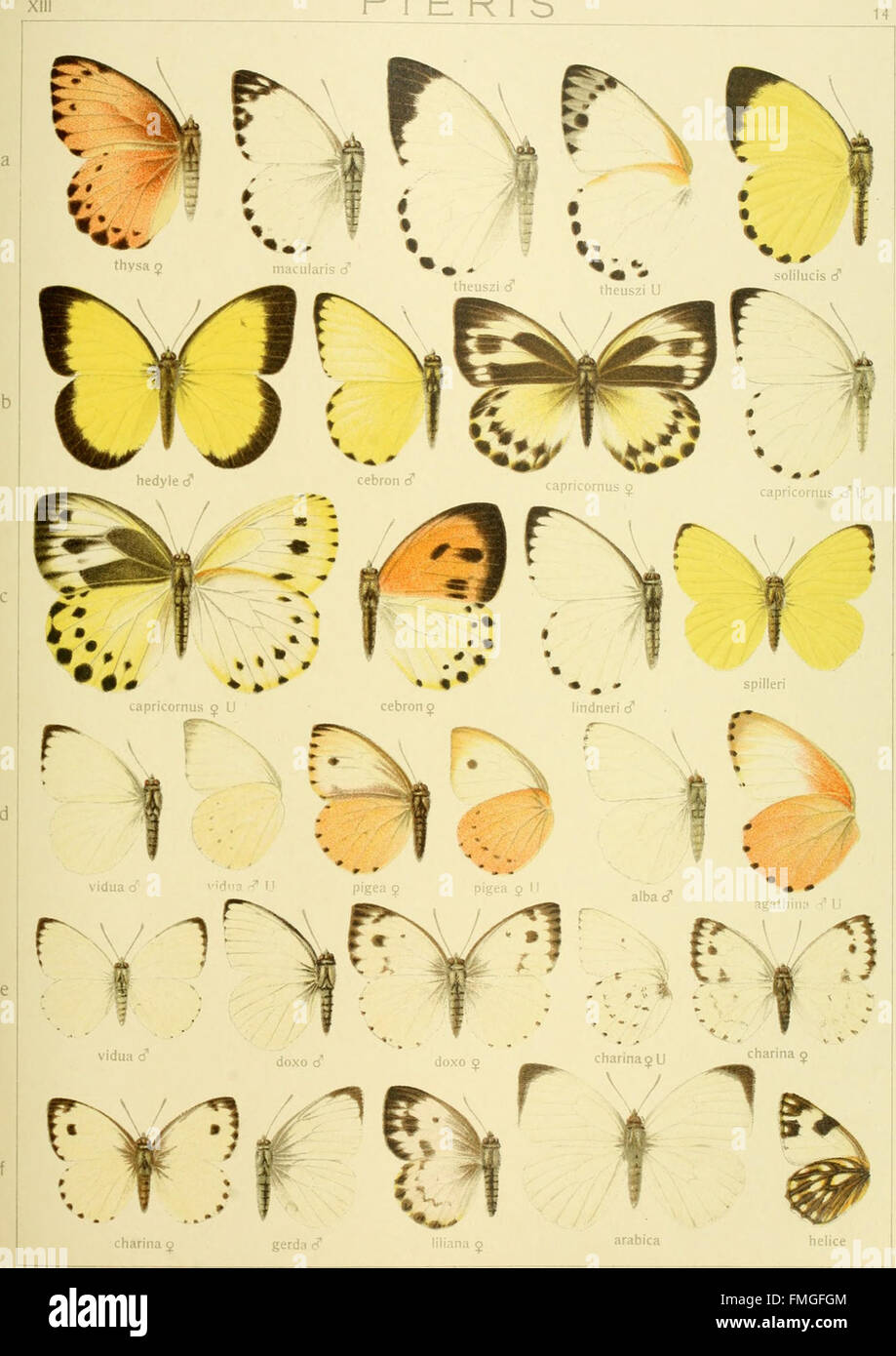 'Die Gross-Schmetterlinge der Erde' (1900) is a comprehensive work on ...