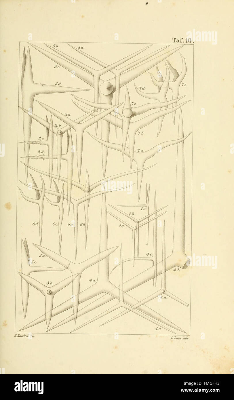 This plate from 'Die Kalkschwämme' (The Calcareous Sponges) illustrates ...