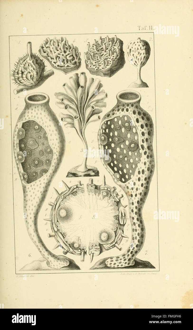 Plate 11 from Die Kalkschwämme presents detailed illustrations of ...