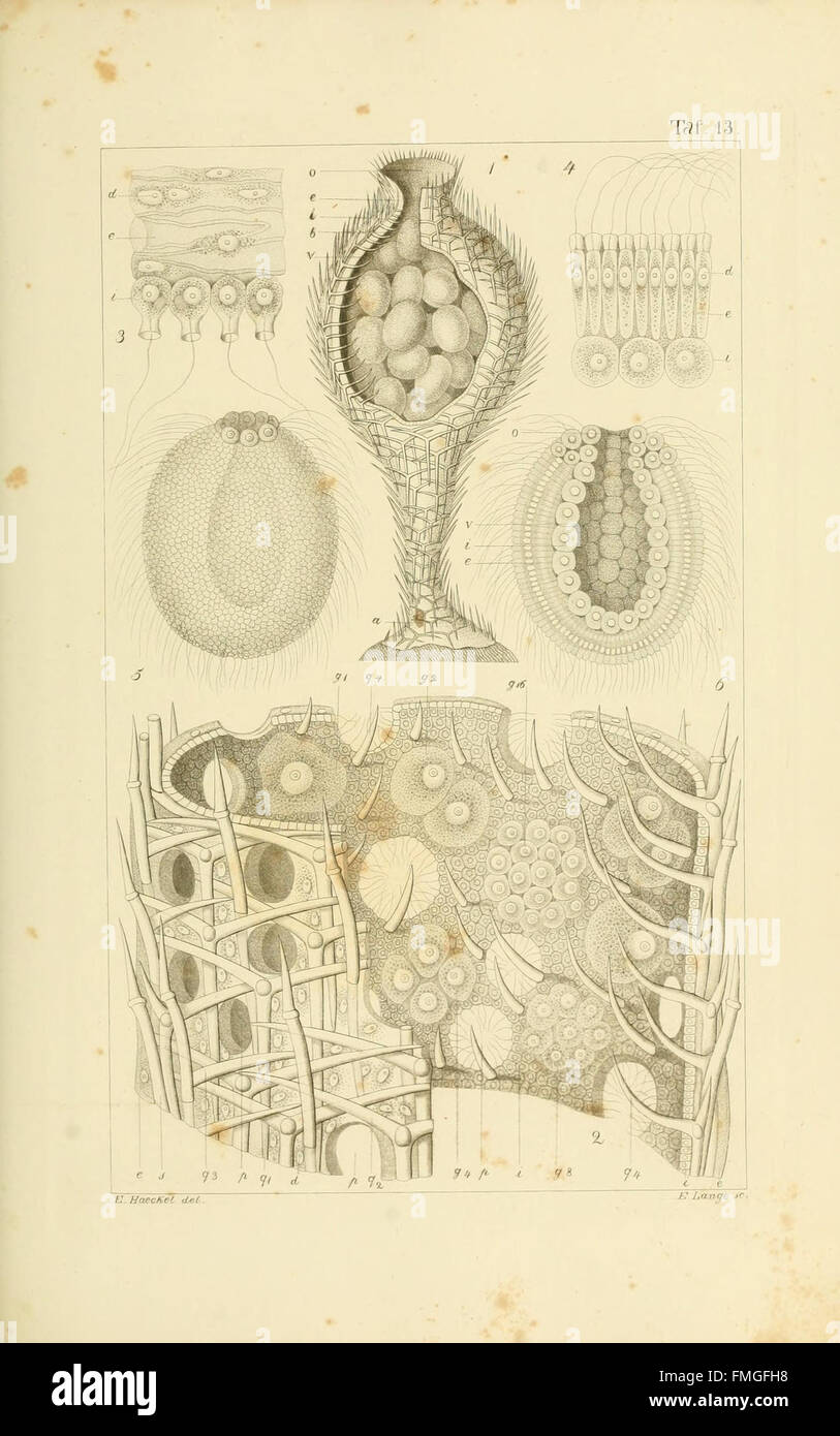 'Die Kalkschwämme' (Plate 13) illustrates calcareous sponges ...