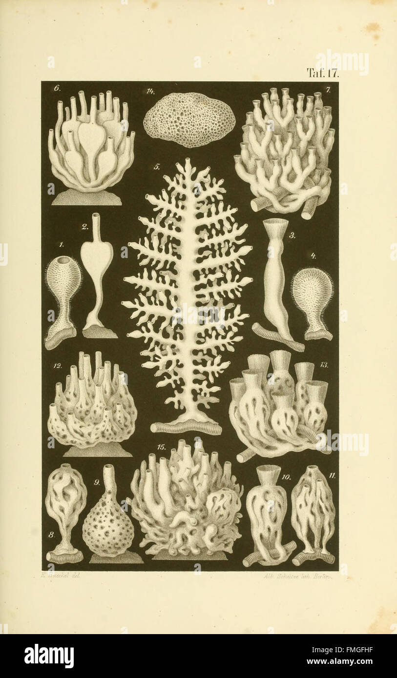*Die Kalkschwämme* (Plate 17) illustrates calcareous sponges ...