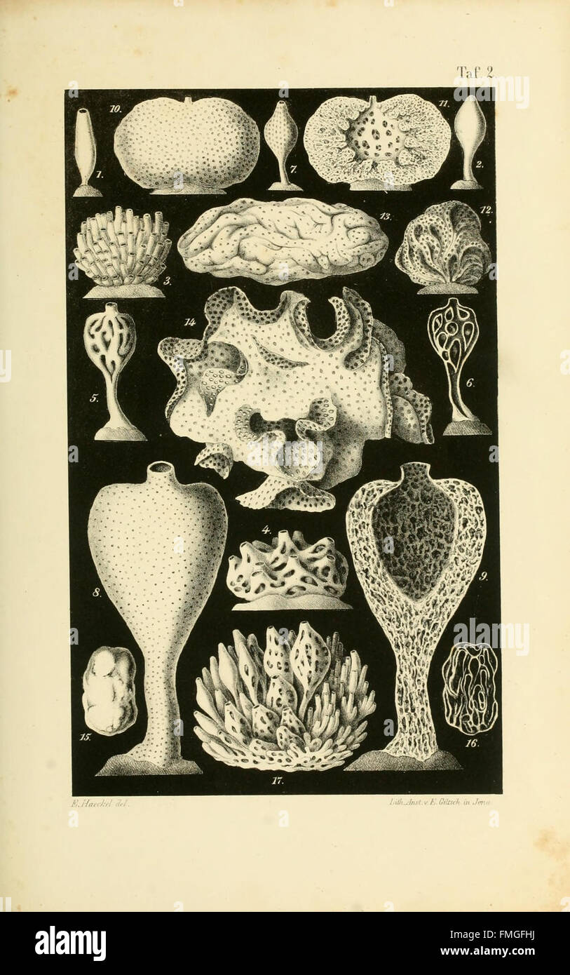 'Die Kalkschwämme' (Plate 2) focuses on illustrations and descriptions ...
