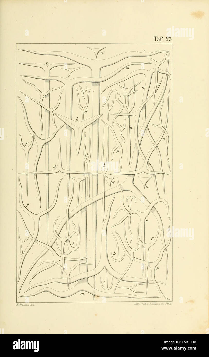 'Die Kalkschwämme' (Plate 23) features detailed illustrations of ...