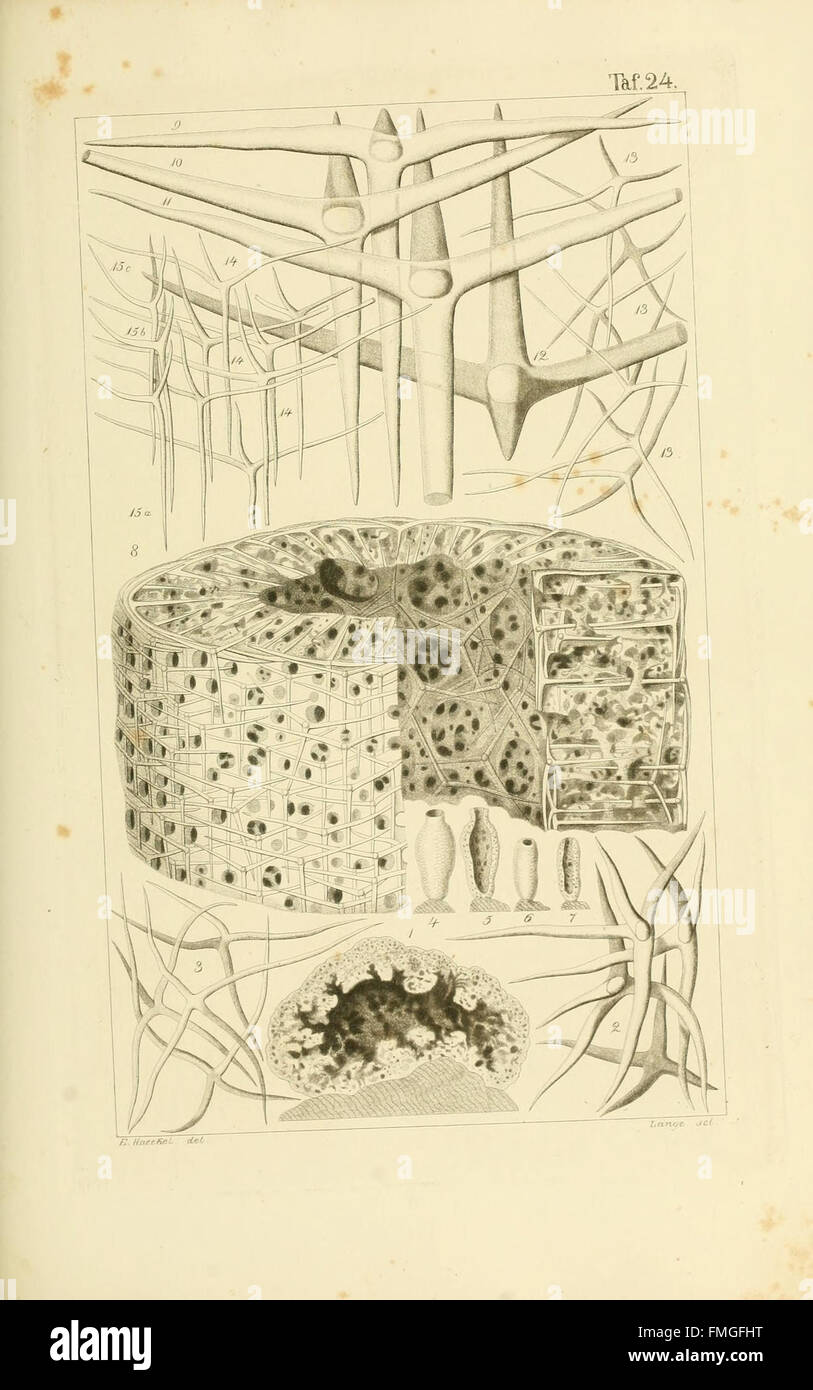 'Die Kalkschwämme' (Plate 24) illustrates calcareous sponges, featuring ...