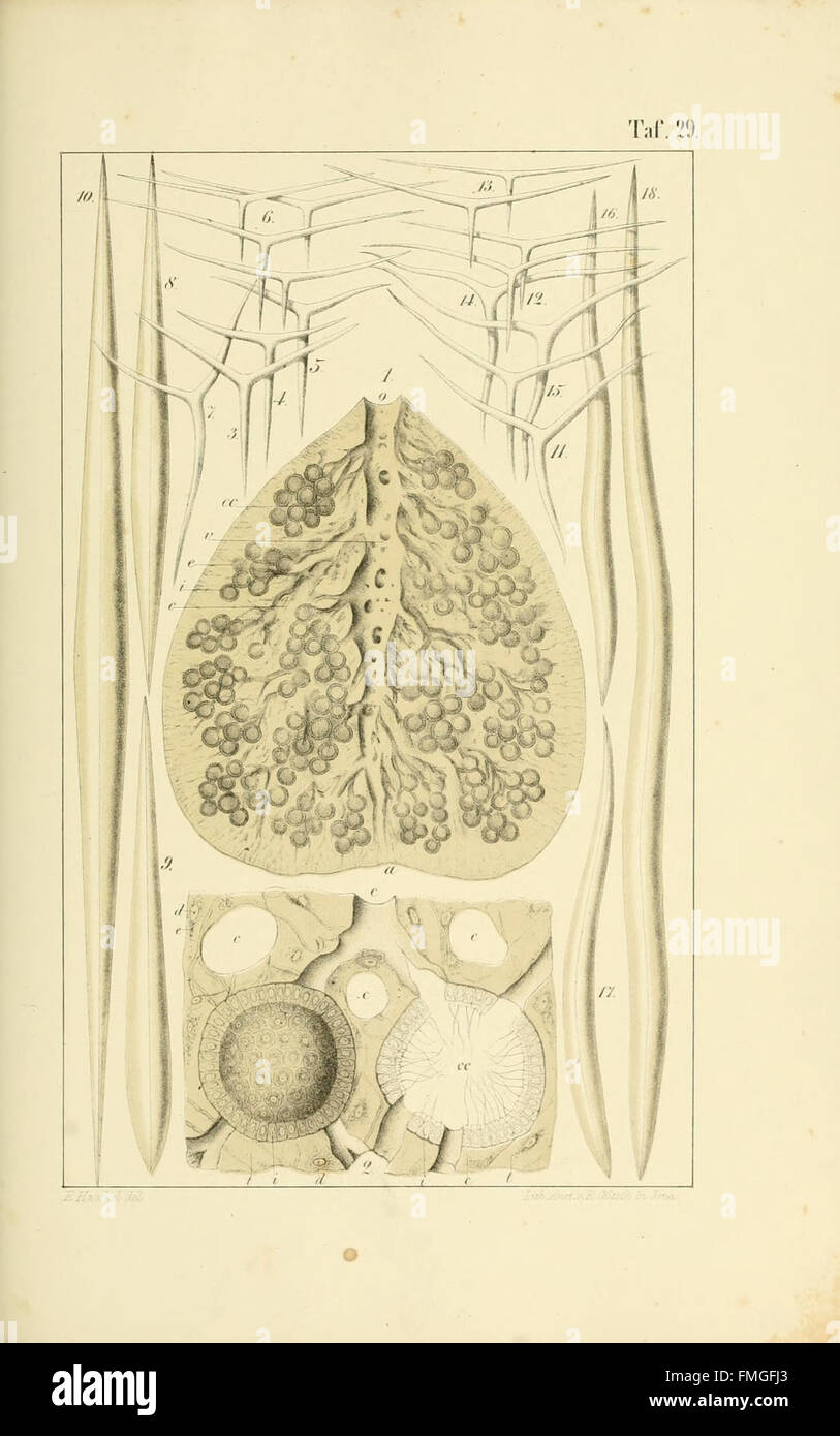 Plate 29 from 'Die Kalkschwämme' features detailed illustrations of ...