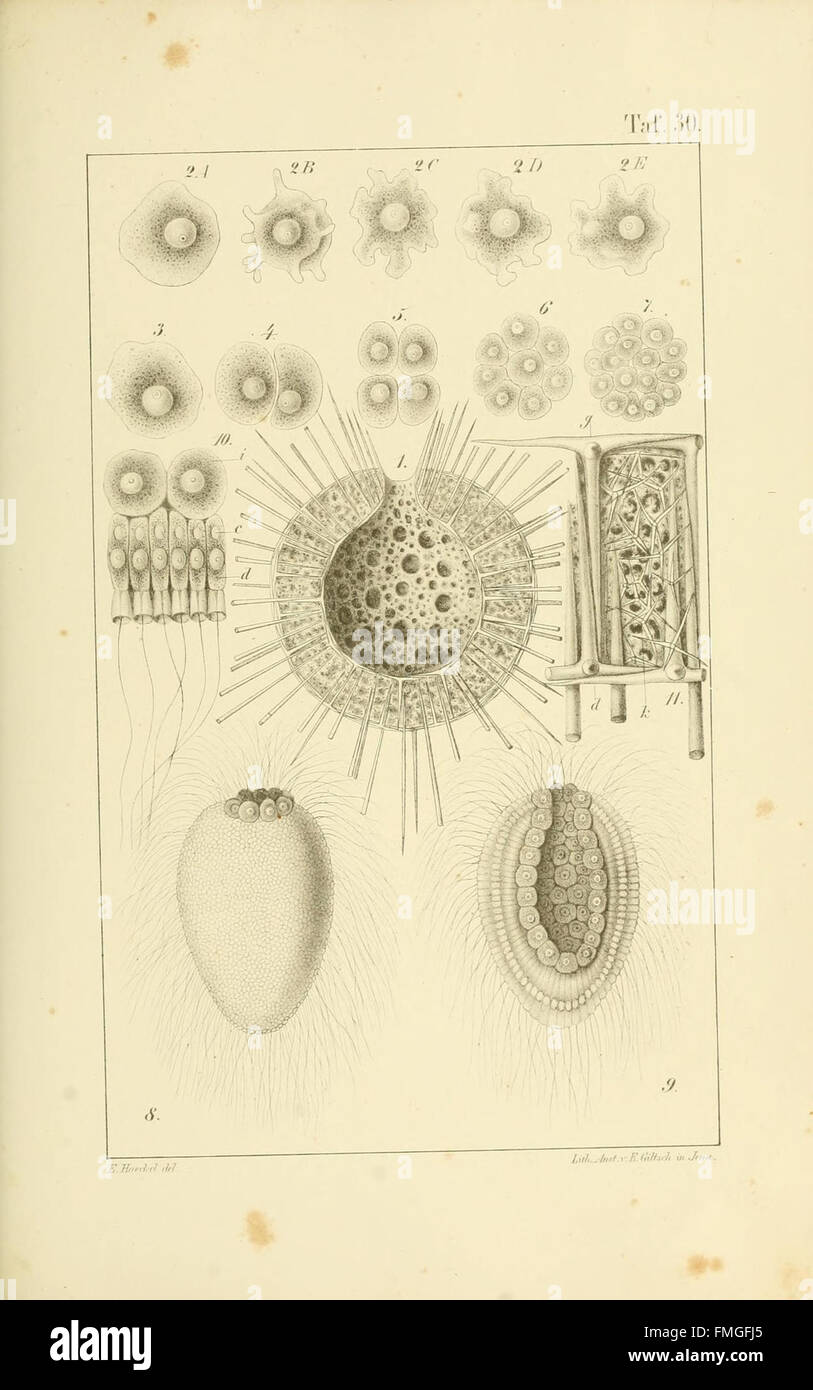 *Die Kalkschwämme* (Plate 30) provides detailed illustrations and ...