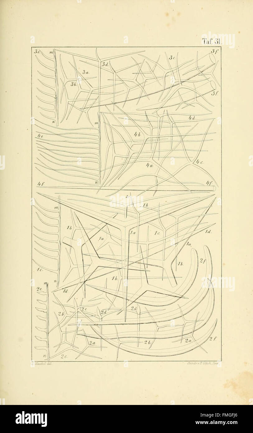 Plate 31 from 'Die Kalkschwämme' illustrates various calcareous sponges ...