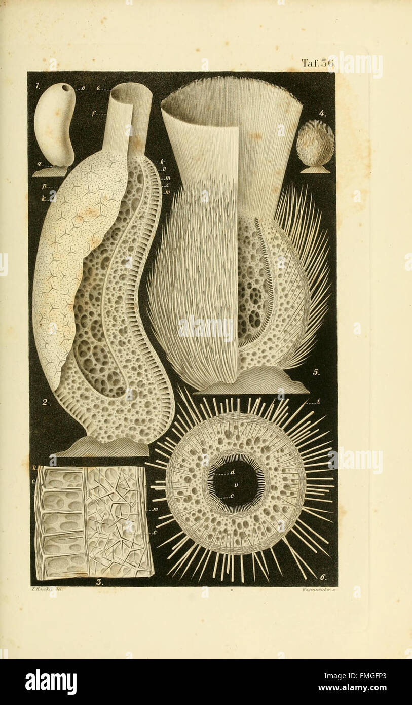 Structure of the porifera hi-res stock photography and images - Alamy