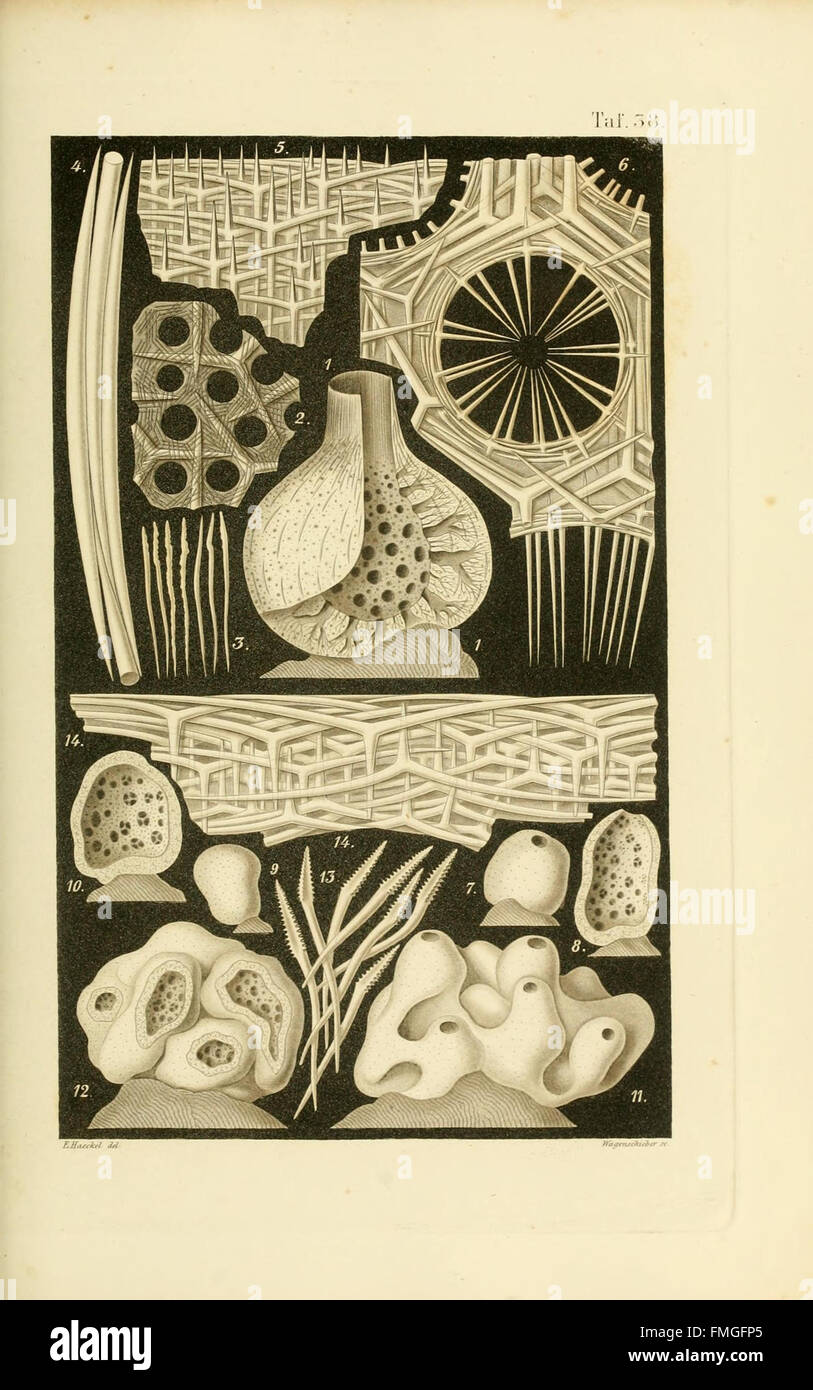 'Die Kalkschwämme' (Plate 38) depicts various species of calcareous ...