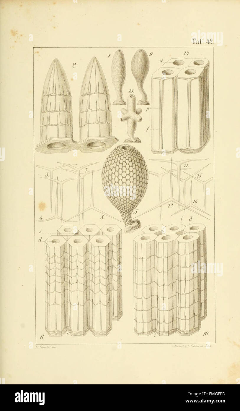 Plate 42 of 'Die Kalkschwämme' illustrates various species of ...