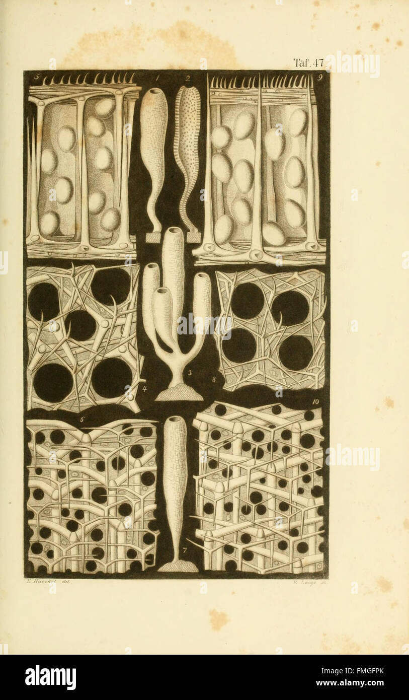 An illustration from *Die Kalkschwämme*, depicting a species of ...