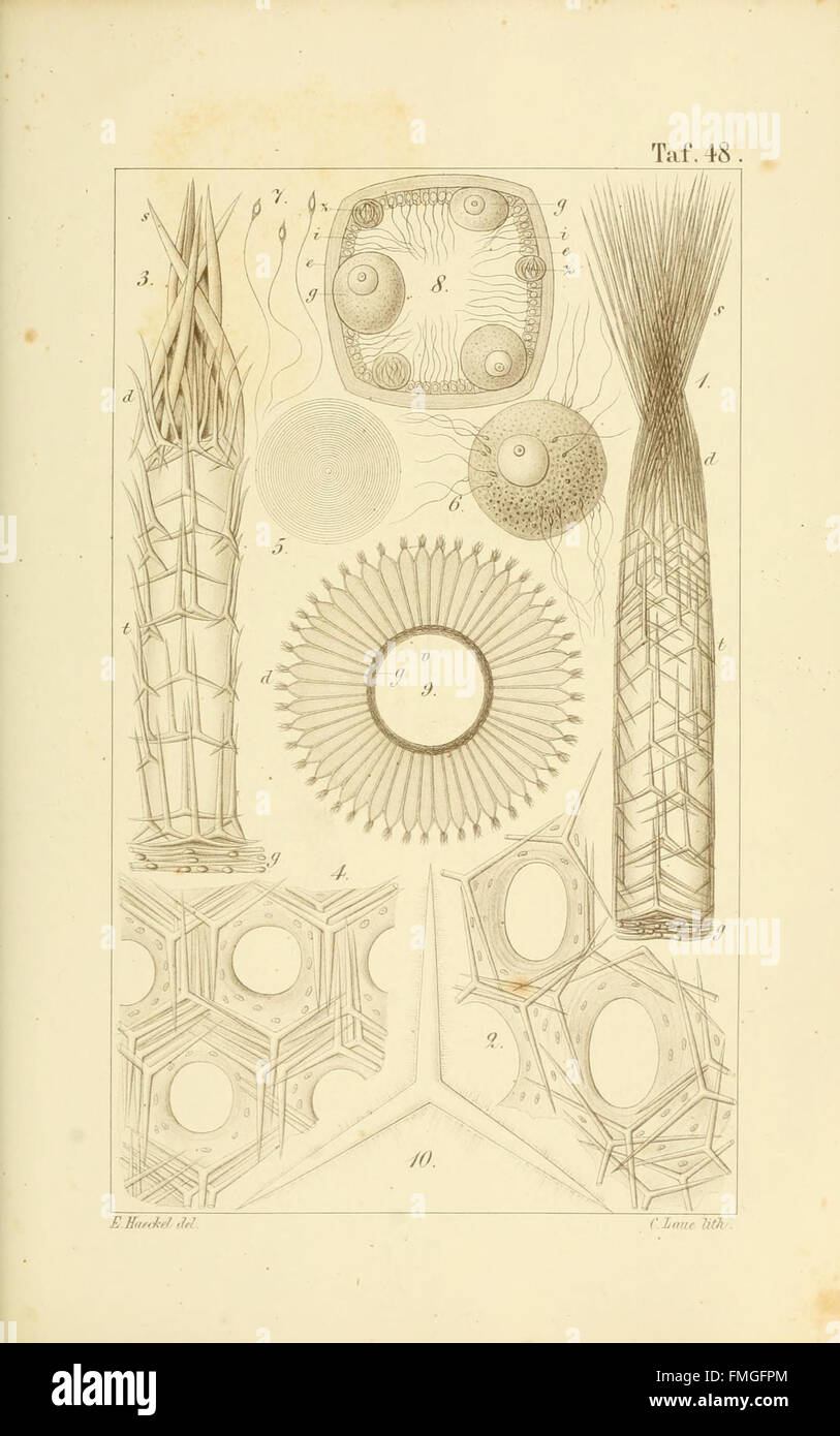 ‘Die Kalkschwämme’ (Plate 48) provides a detailed study of calcareous ...
