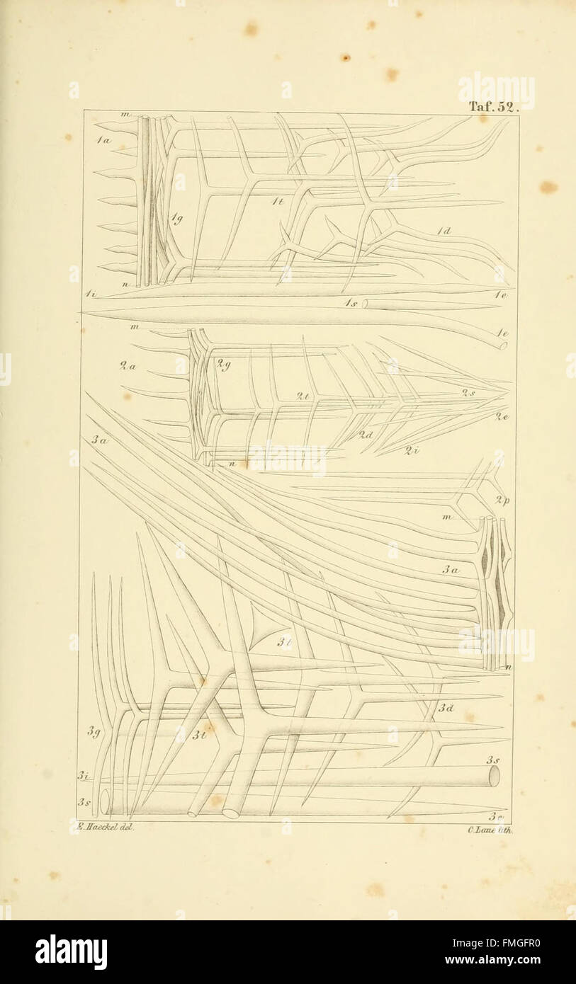 Plate 52 from *Die Kalkschwämme* illustrates species of calcareous ...