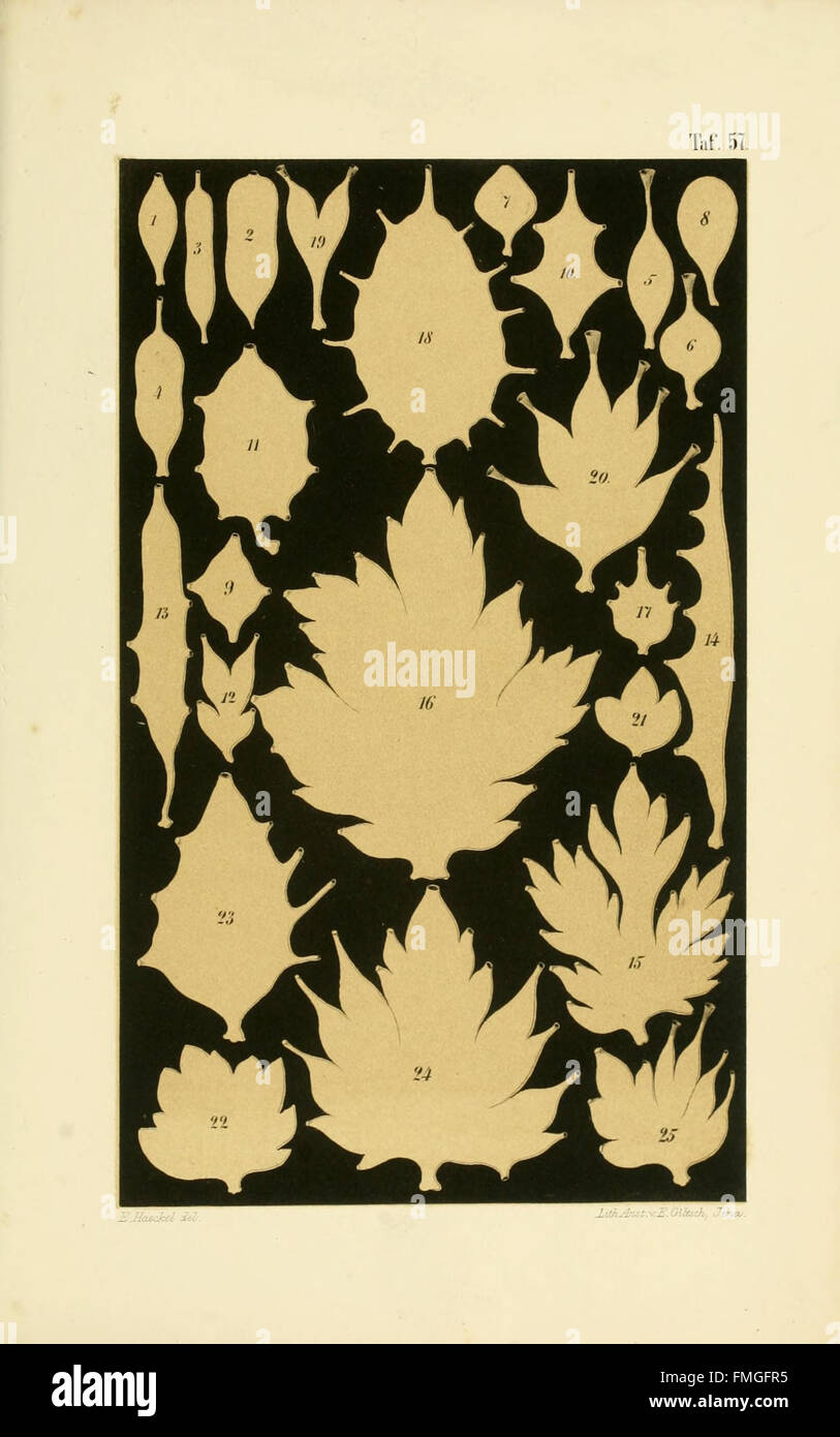 This plate from 'Die Kalkschwämme' illustrates a variety of calcareous ...