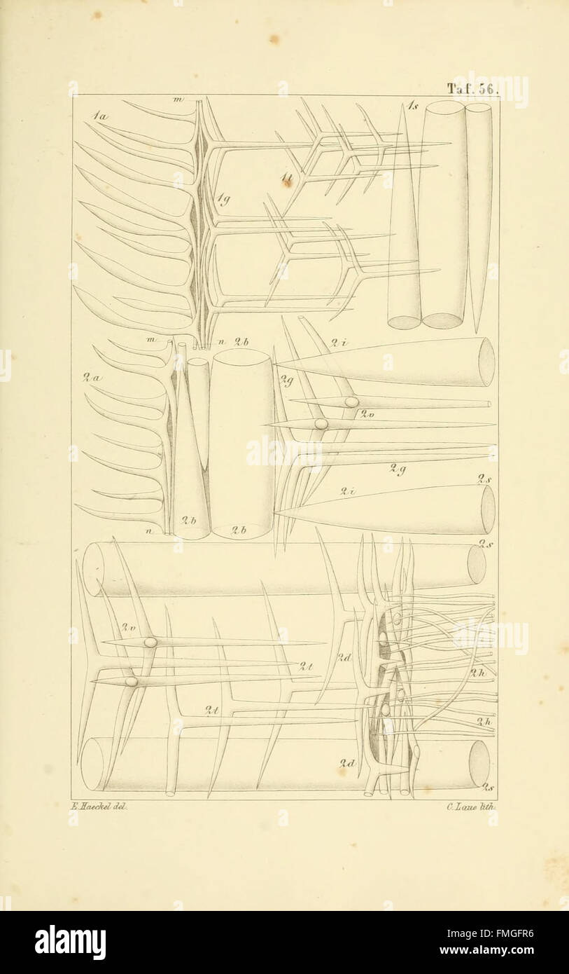 Plate 56 from 'Die Kalkschwämme' illustrates various species of ...