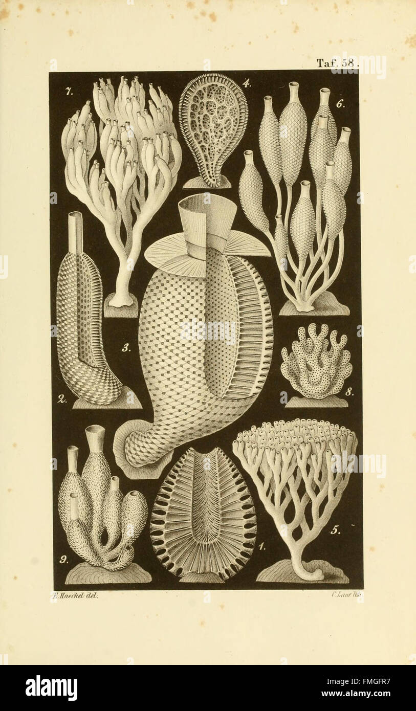 An illustration from 'Die Kalkschwämme' depicting various species of ...