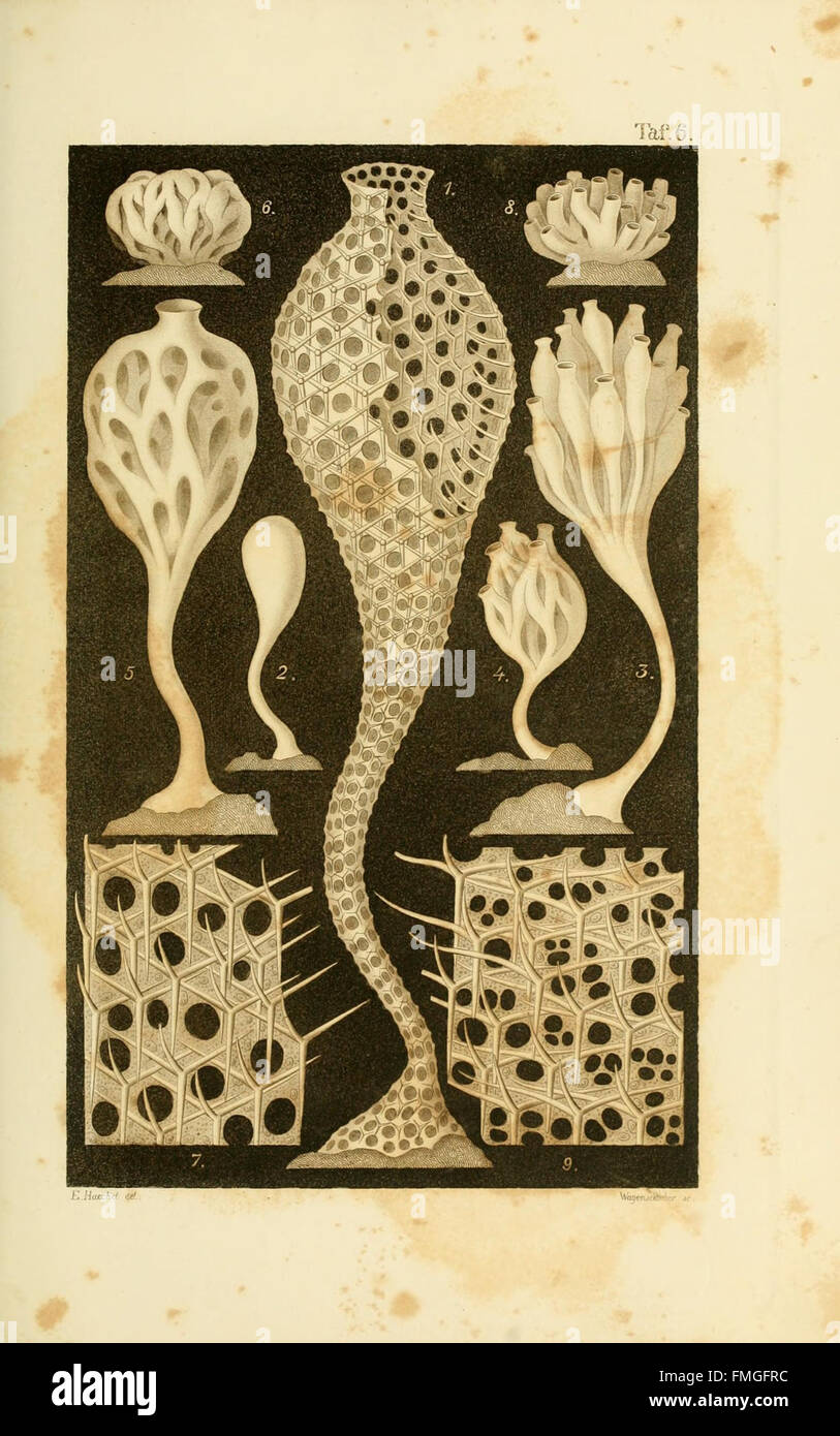 Plate 6 from 'Die Kalkschwämme' illustrates various species of ...