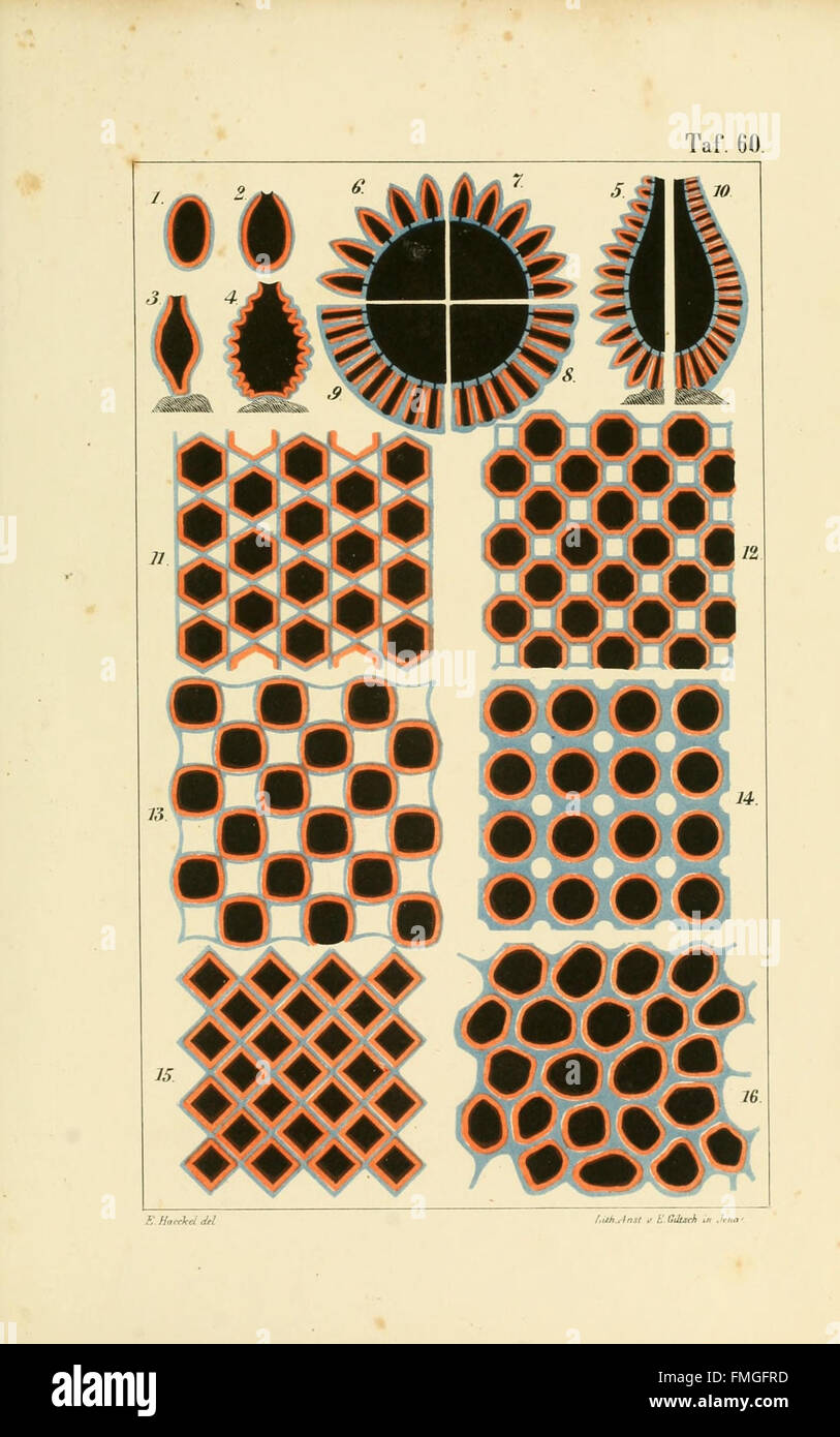 'Die Kalkschwämme' (Plate 60) features detailed illustrations of ...