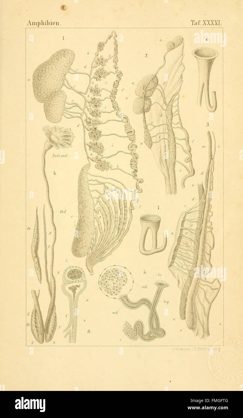 This plate, from a work on the classification and orders of the animal ...