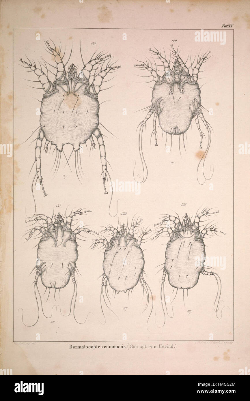 This work focuses on the study of scabies mites affecting humans and ...