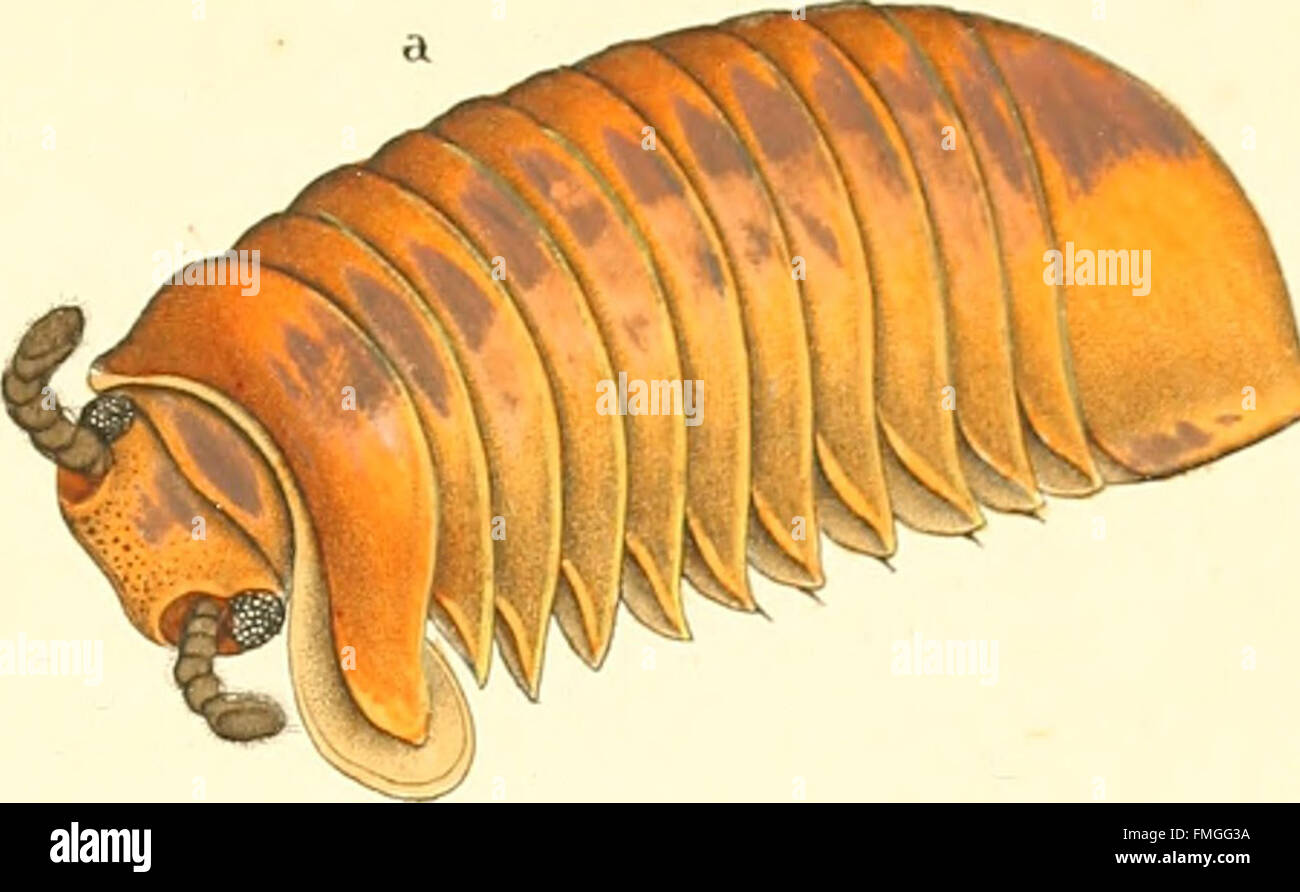 'Die Myriapoden' (1863) offers detailed illustrations and descriptions ...