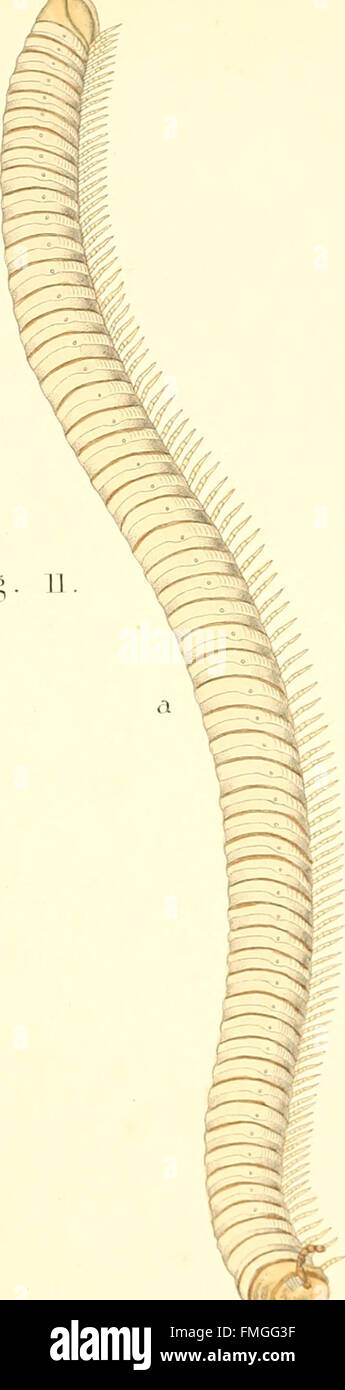 Centipedes and millipedes hi-res stock photography and images - Alamy
