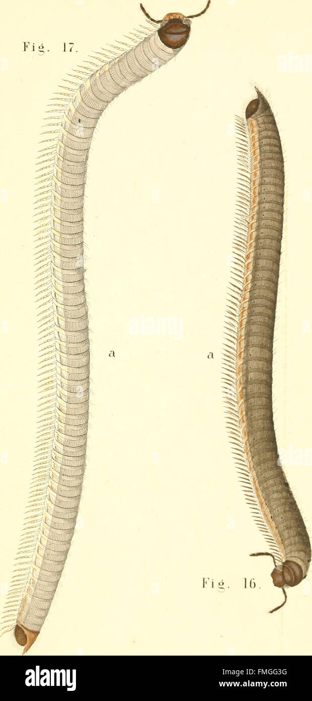 *Die Myriapoden* (1863) is a comprehensive work on myriapods ...