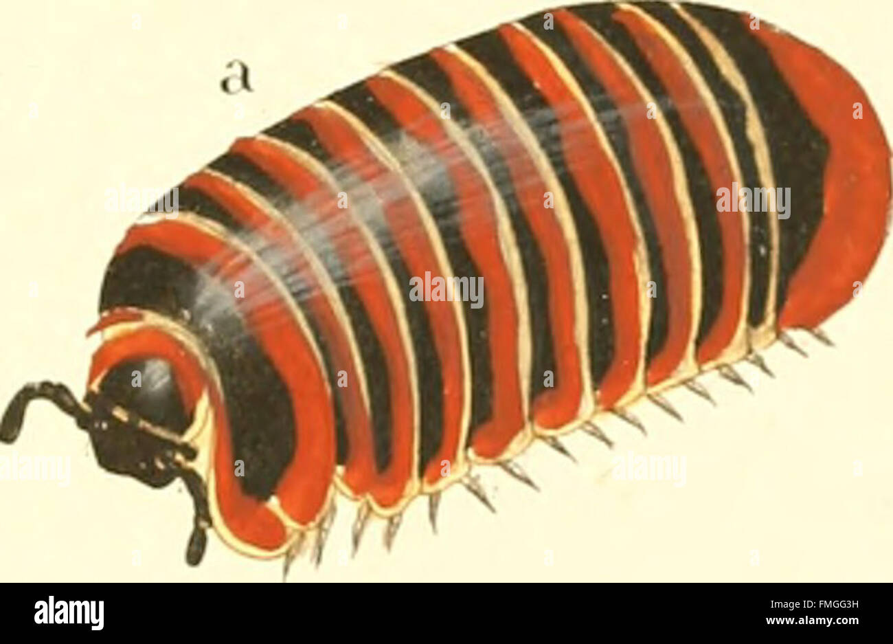 This 1863 work provides a detailed depiction and description of ...