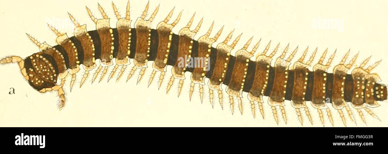 Detailed representations of various insect species hi-res stock ...