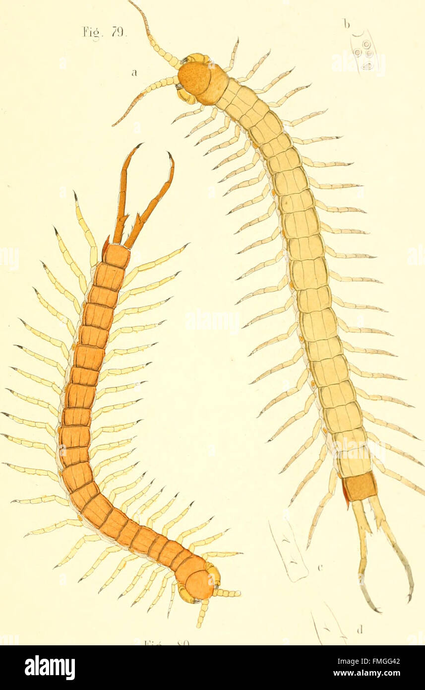 Myriapoda hi-res stock photography and images - Alamy