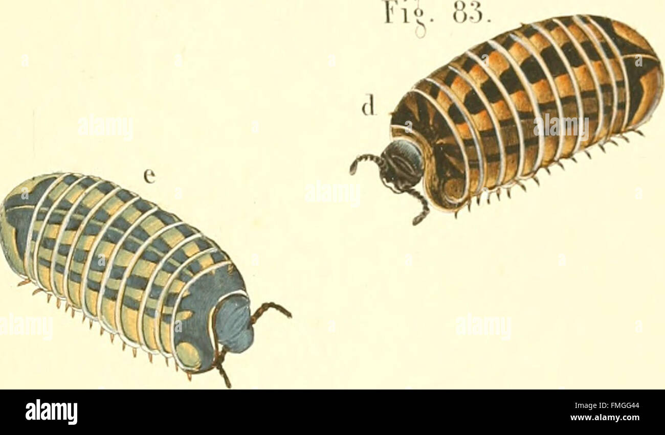 'Die Myriapoden' (1863) provides a detailed study of millipedes and ...