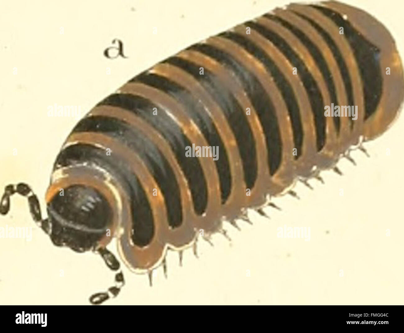 *Die Myriapoden* (1863) provides accurate illustrations and ...
