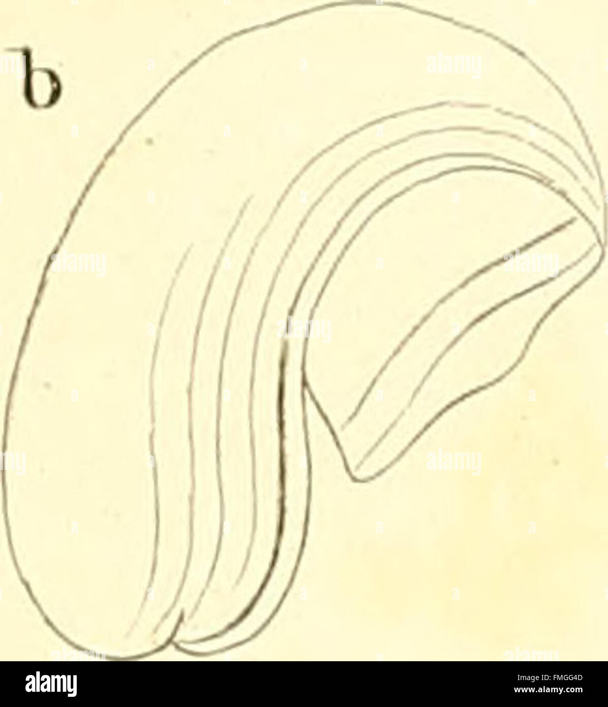 'Die Myriapoden' (1863) is a detailed study of millipedes and ...