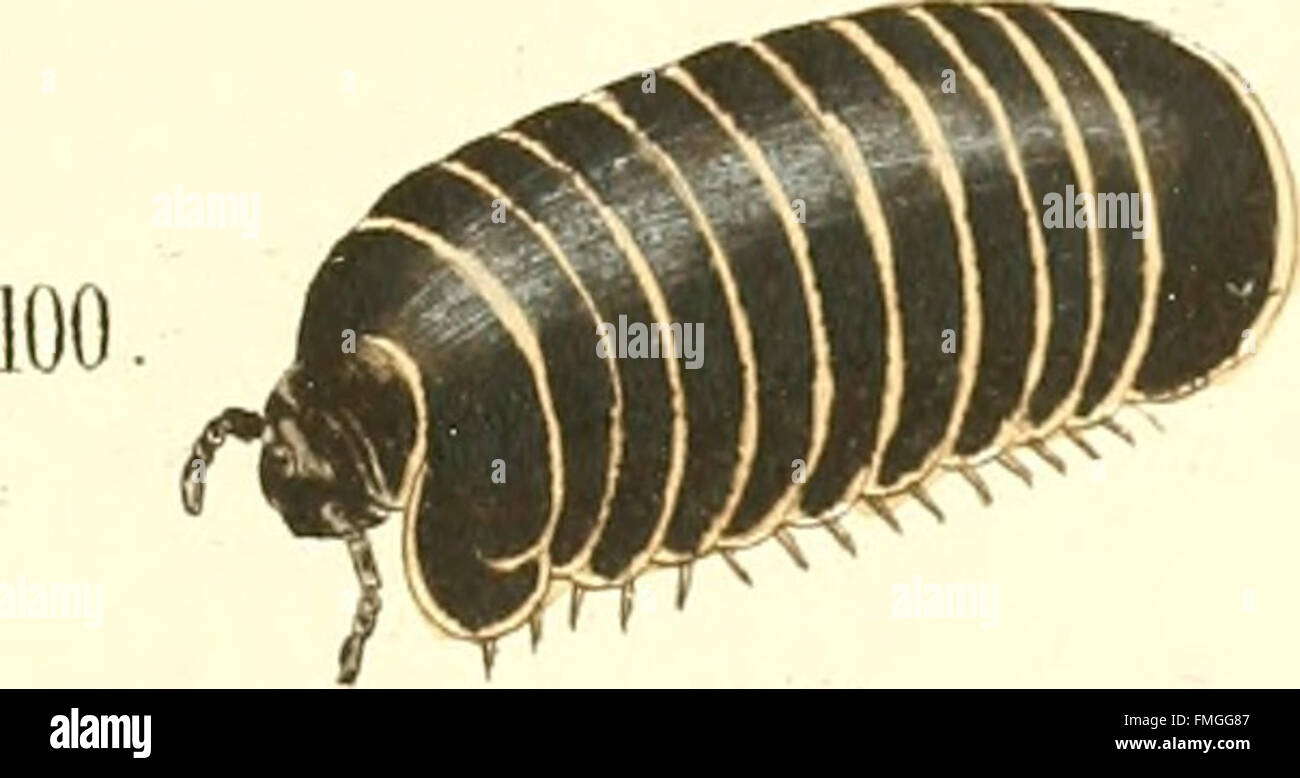 'Die Myriapoden' (1863) is a detailed work on myriapods, illustrating ...