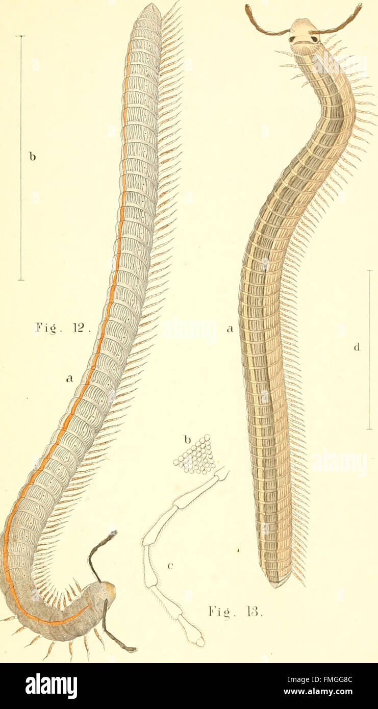 Published in 1863, 'Die Myriapoden' presents detailed, accurate ...